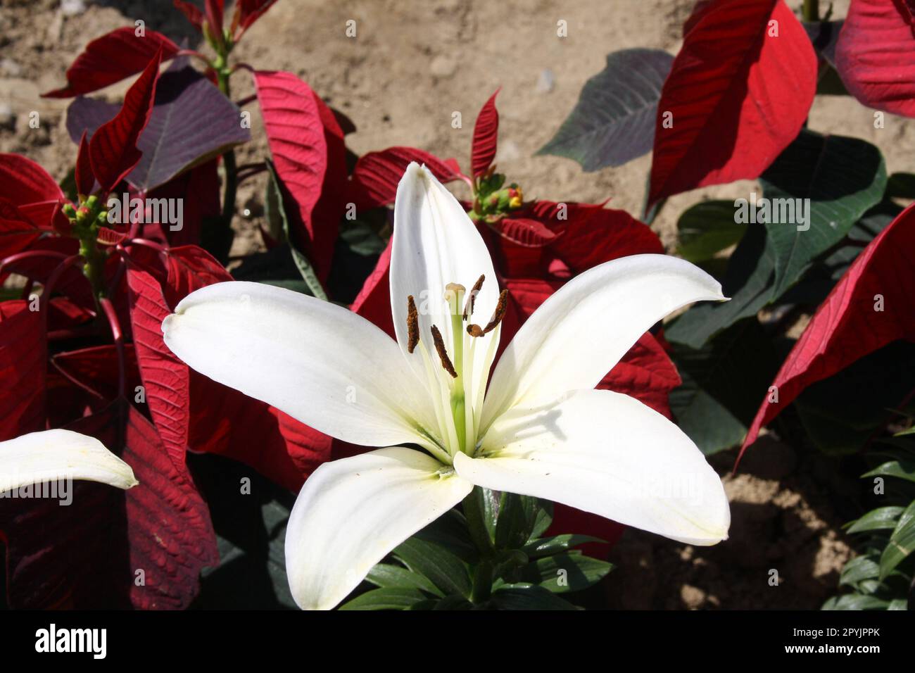 White Lilium 'Navona' (Lilium auratum) flowers with crimson anthers ...