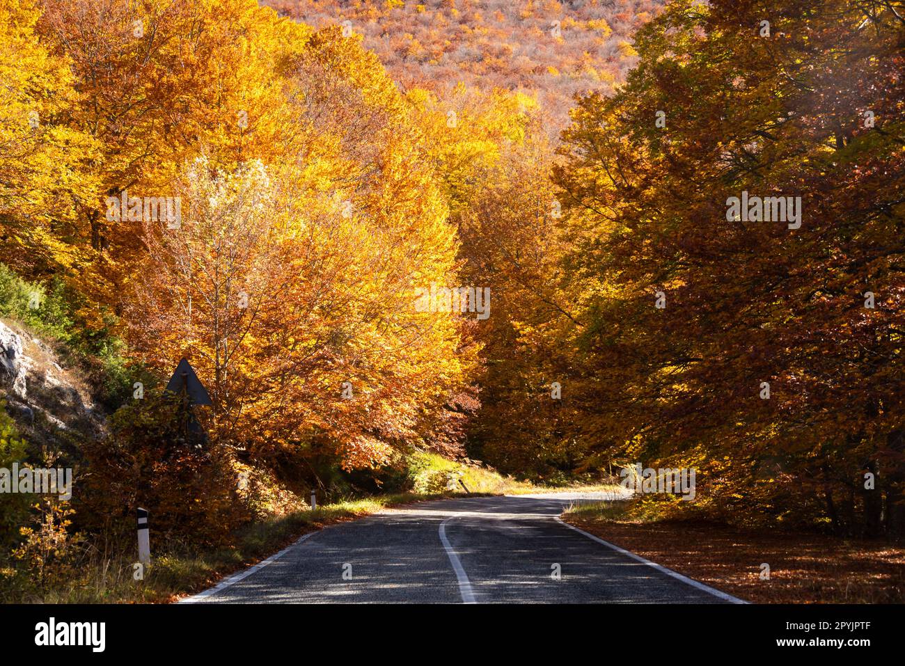 Autumn seasonal landscape with orange trees Stock Photo - Alamy