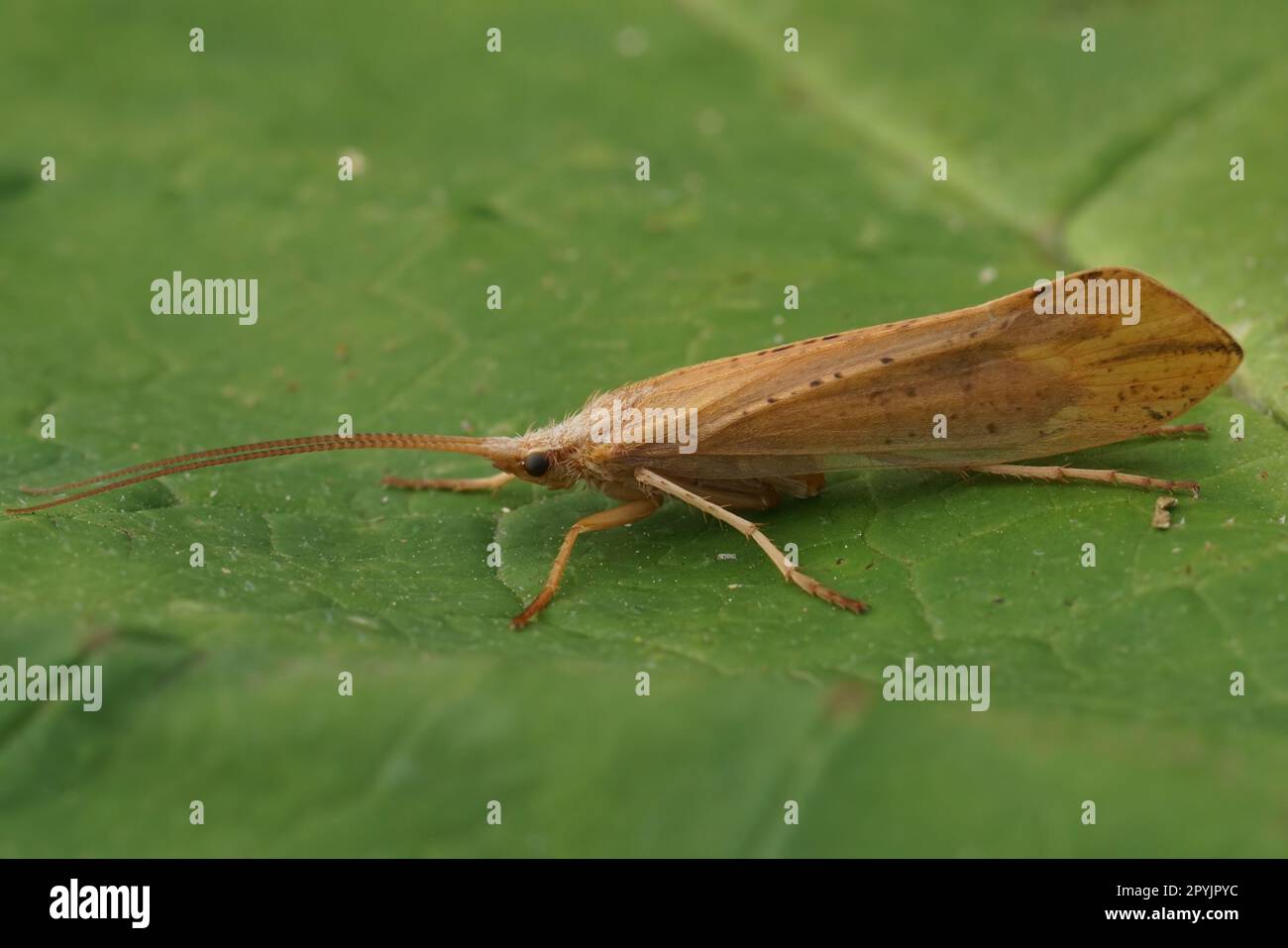 Caddisfly Scientific Name