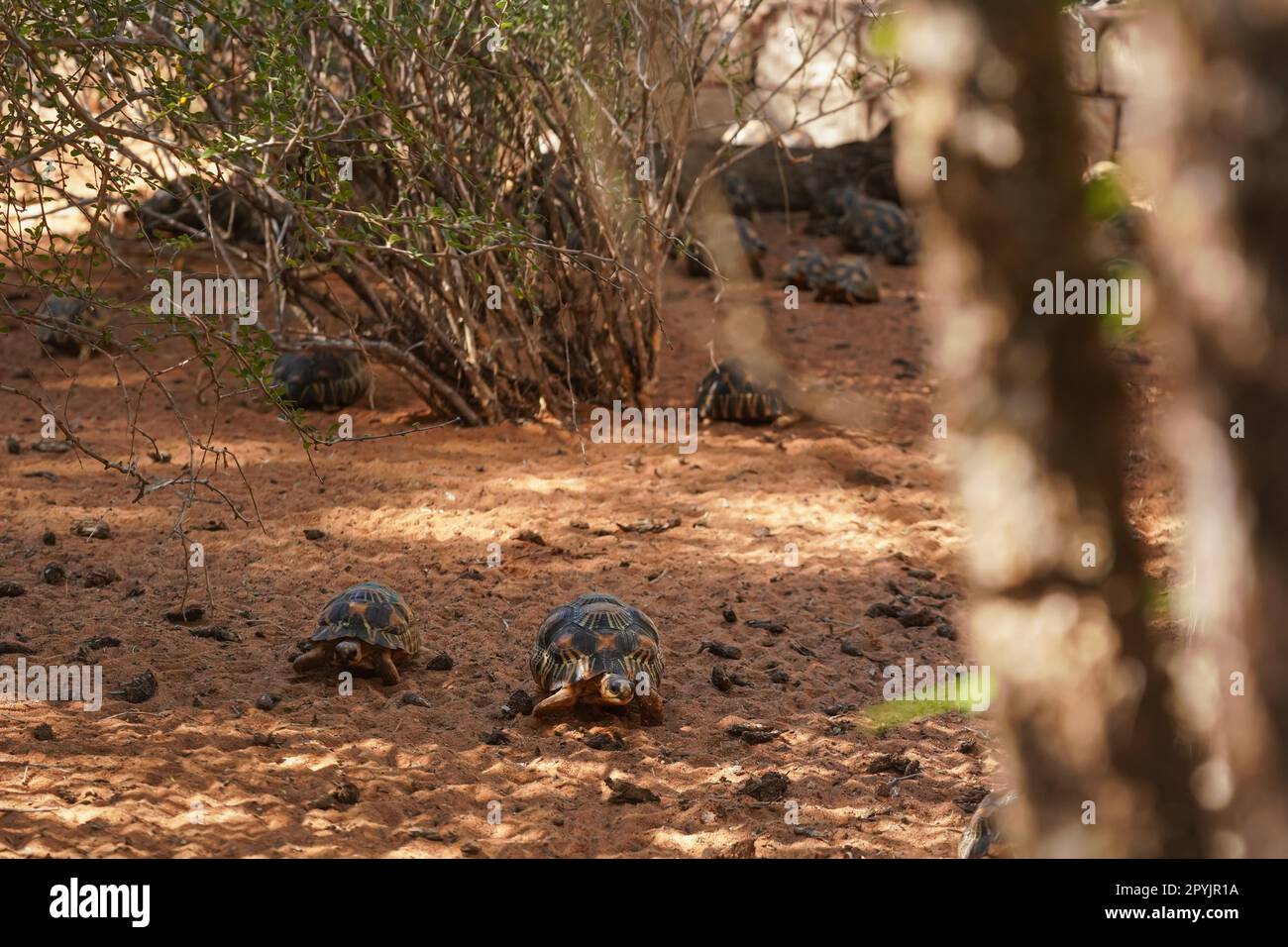 Radiated tortoises - Astrochelys radiata - critically endangered ...