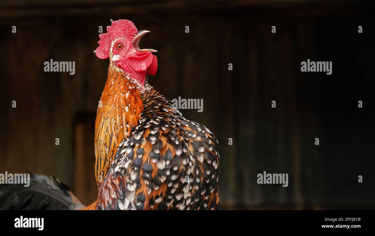Small bantam chicken rooster with bright feathers, crowing beak open ...