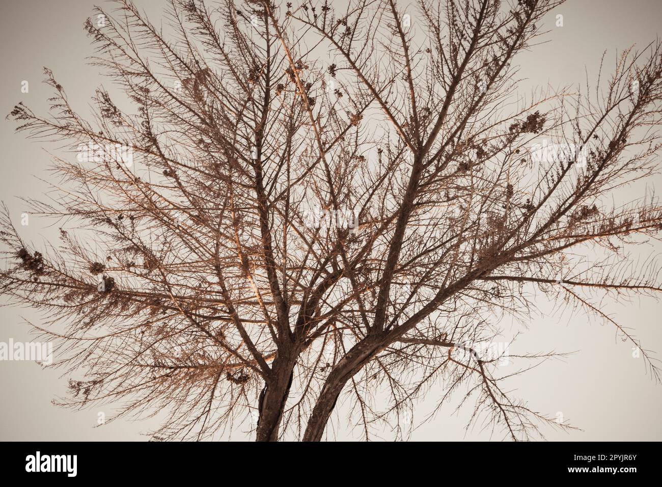 Low angle view on dead tree with branches against gray sky Stock Photo ...