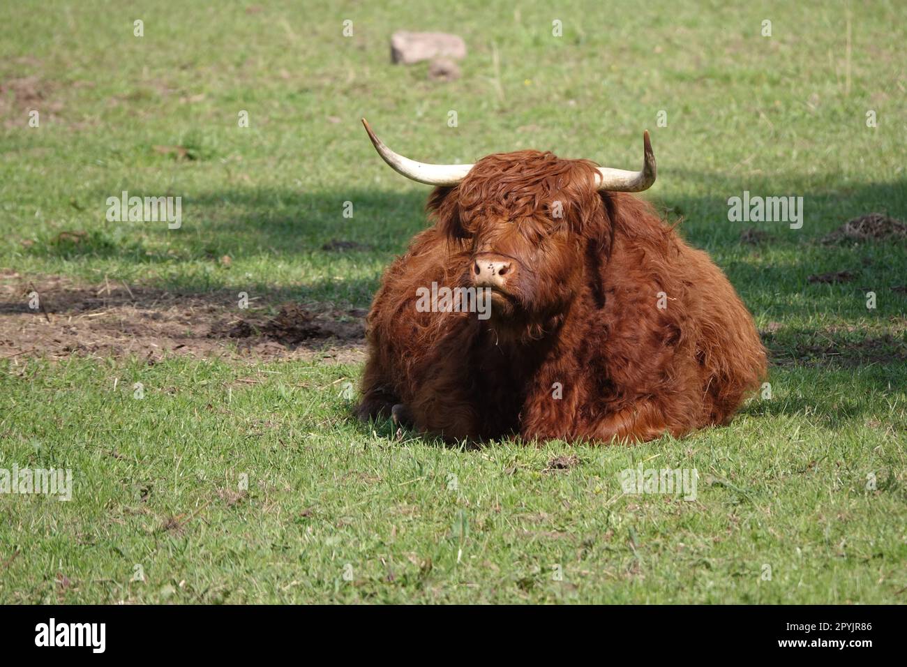 Hochlandrind hi-res stock photography and images - Alamy