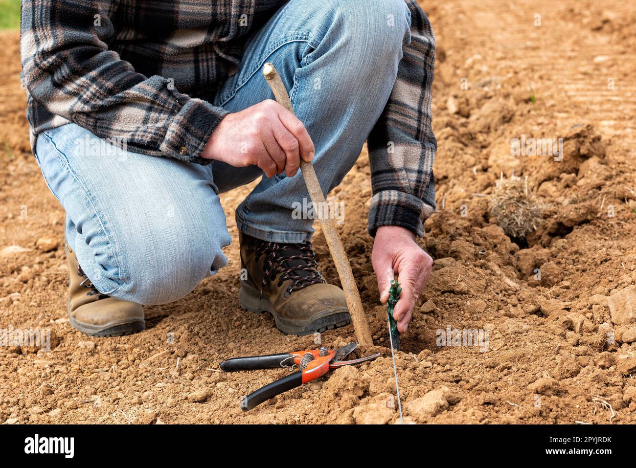 Farmer plants new vines in the vineyard. Agriculture Stock Photo - Alamy