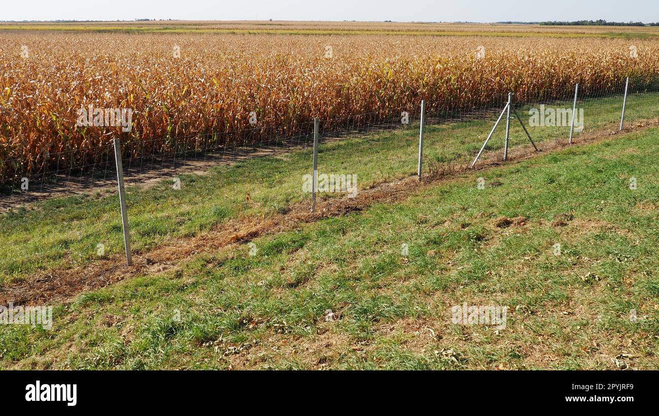 Sugar maize, maize Zea may, annual herbaceous cultivated plant, the ...