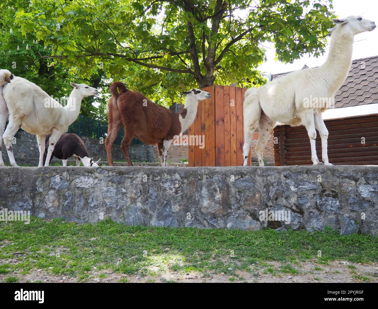 The lama in the zoo. Lama Lama glama is a South American mammal from ...