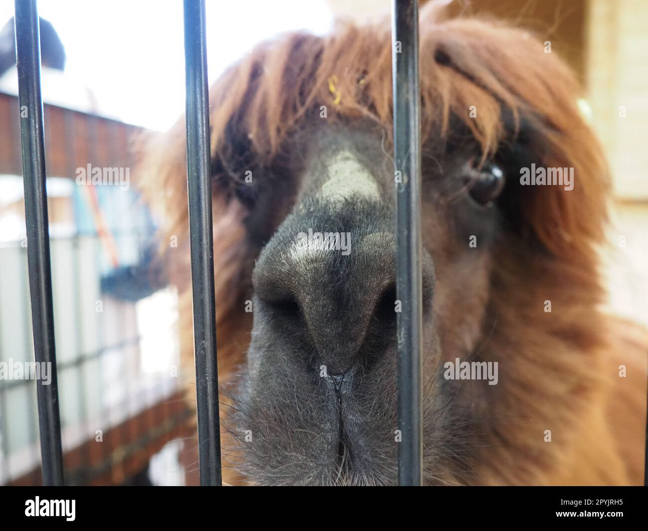 Alpaca, alpac Vicugna pacos is a domestic callous animal, descended from vicuna or vigoni ...