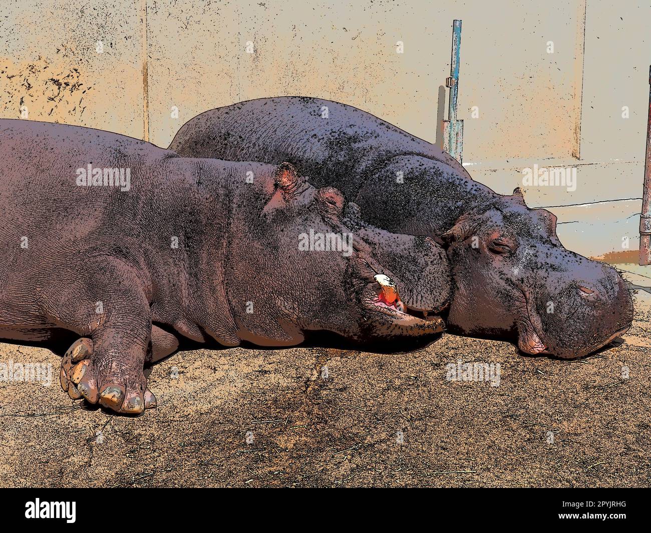 Hippos lie and sleep. Male and female hippos, married couple. The ...