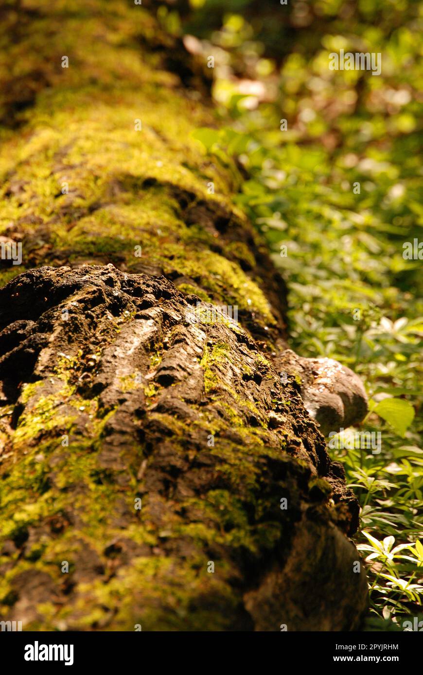 Tree trunk with moss Stock Photo - Alamy