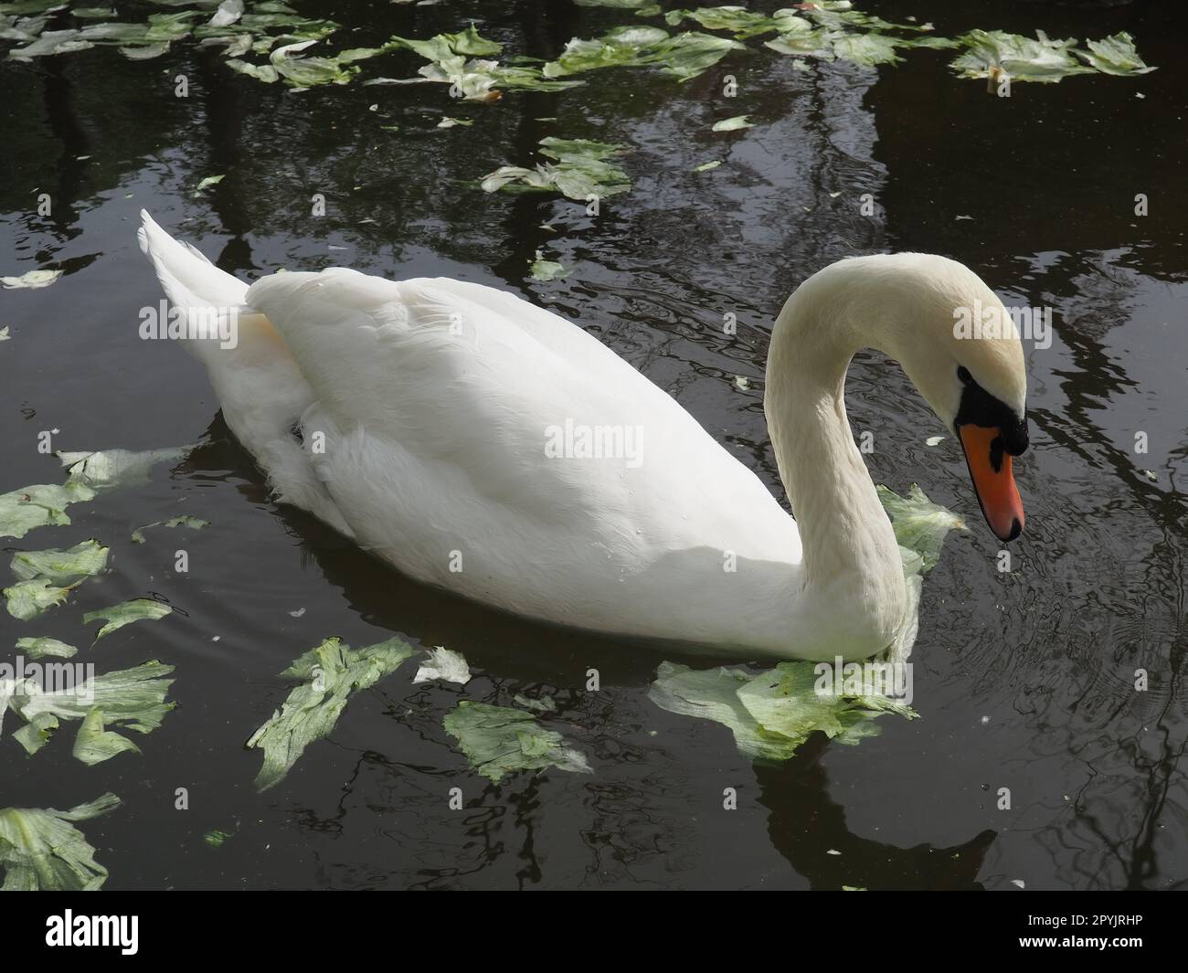 White swan in the water. white swans in a pond eating cabbage and green ...