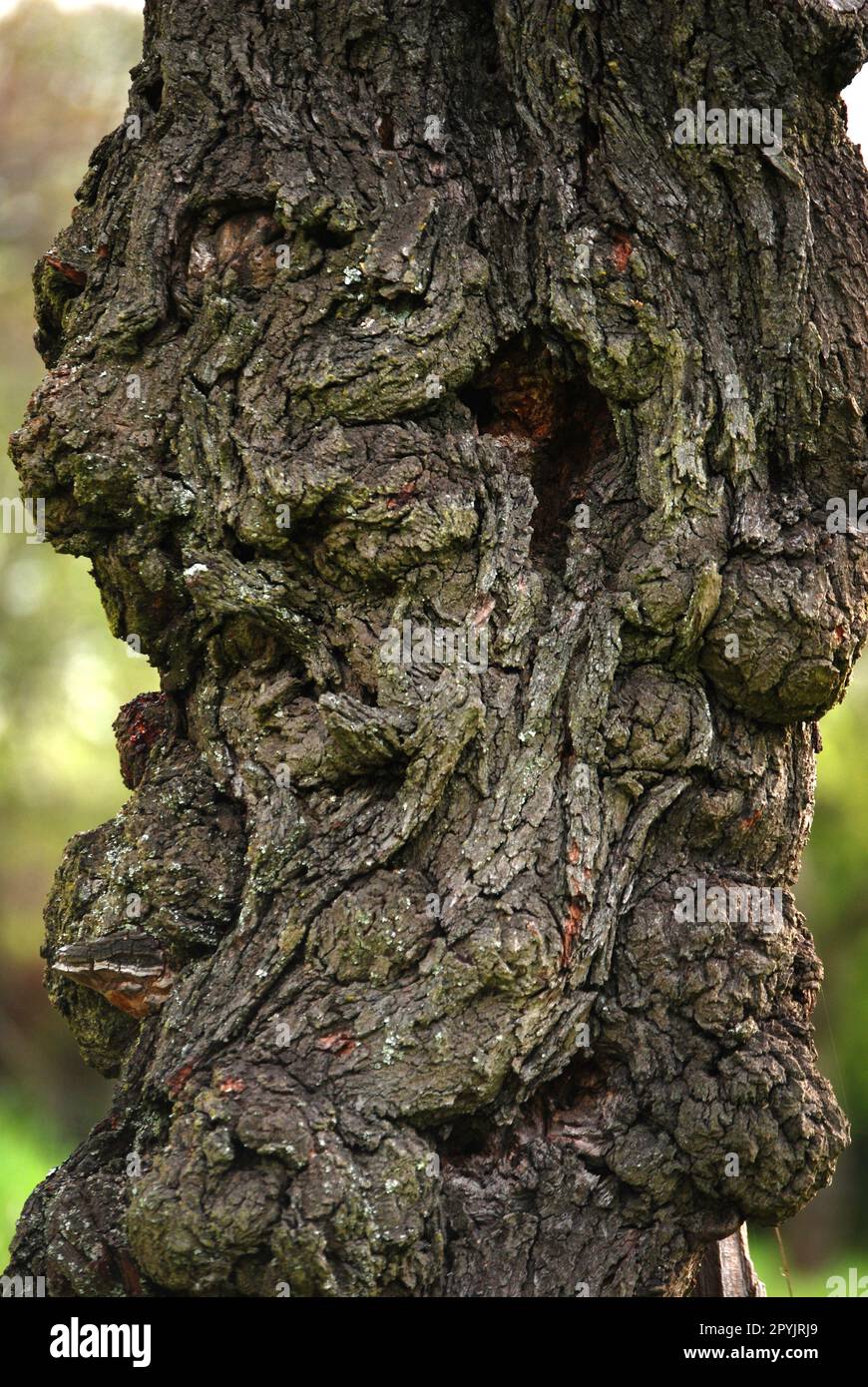 Knobby trunk of tree Stock Photo - Alamy