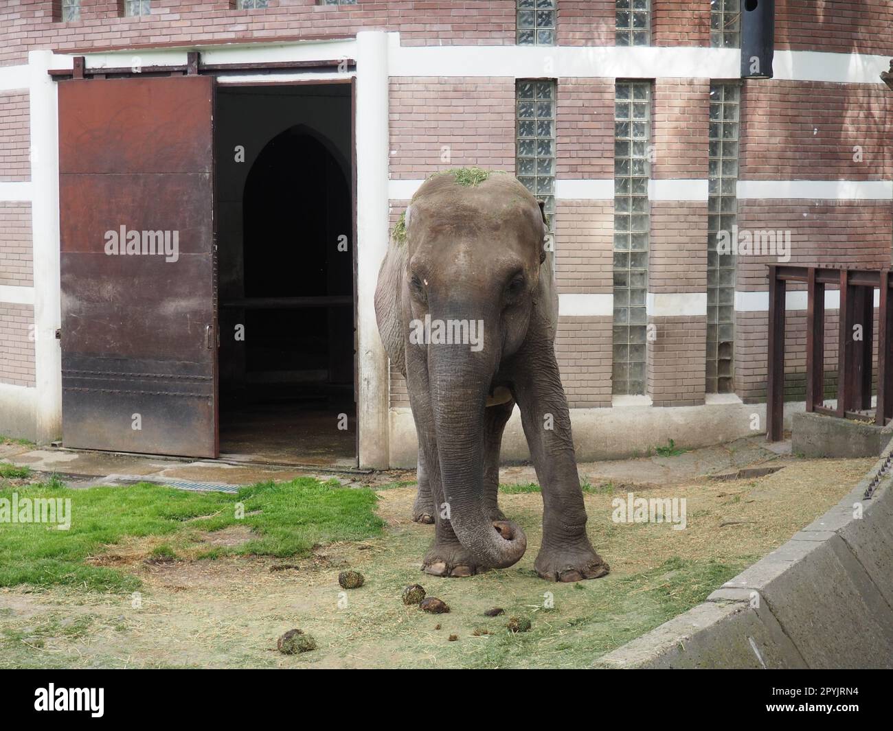 The Asian elephant, or Indian elephant, Elephas maximus is a mammal of ...