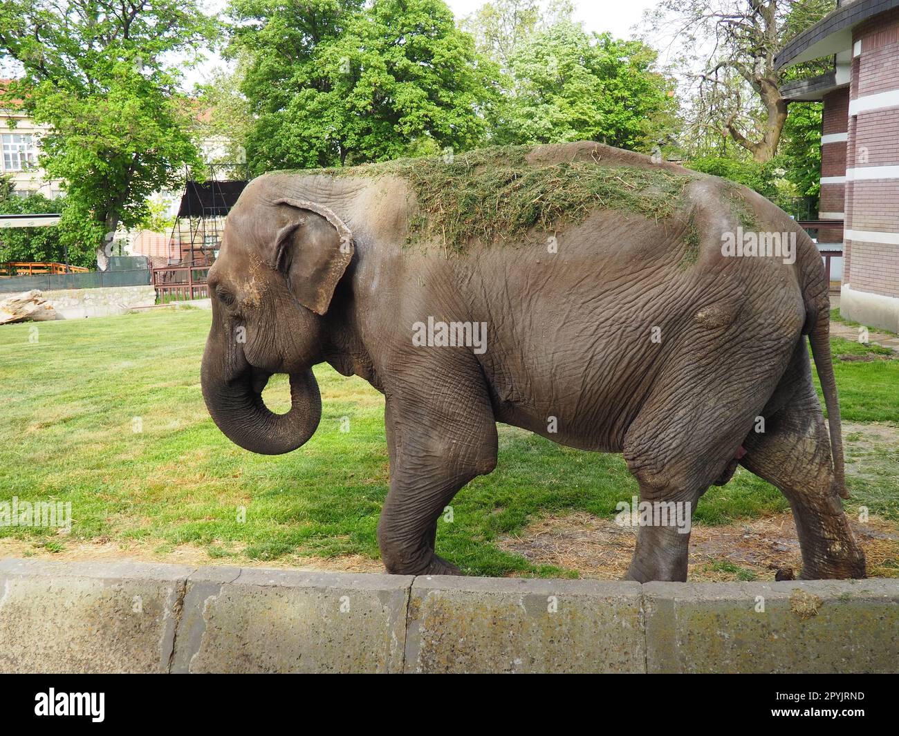 The Asian elephant, or Indian elephant, Elephas maximus is a mammal of ...