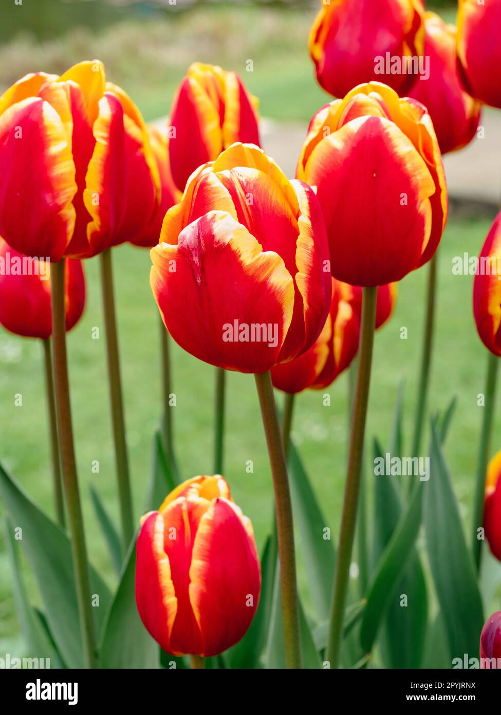Tulip denmark hi-res stock photography and images - Alamy