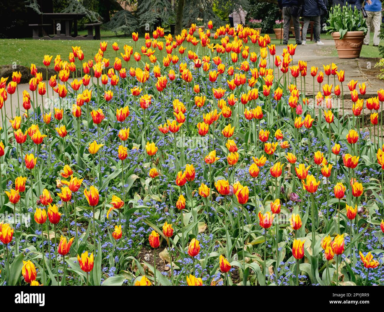 Tulip 'Firewing' in a flower border Stock Photo - Alamy