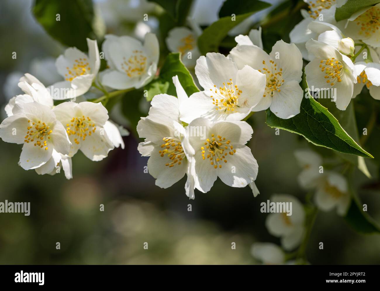Beautiful white jasmine blossom flowers in spring time Stock Photo - Alamy