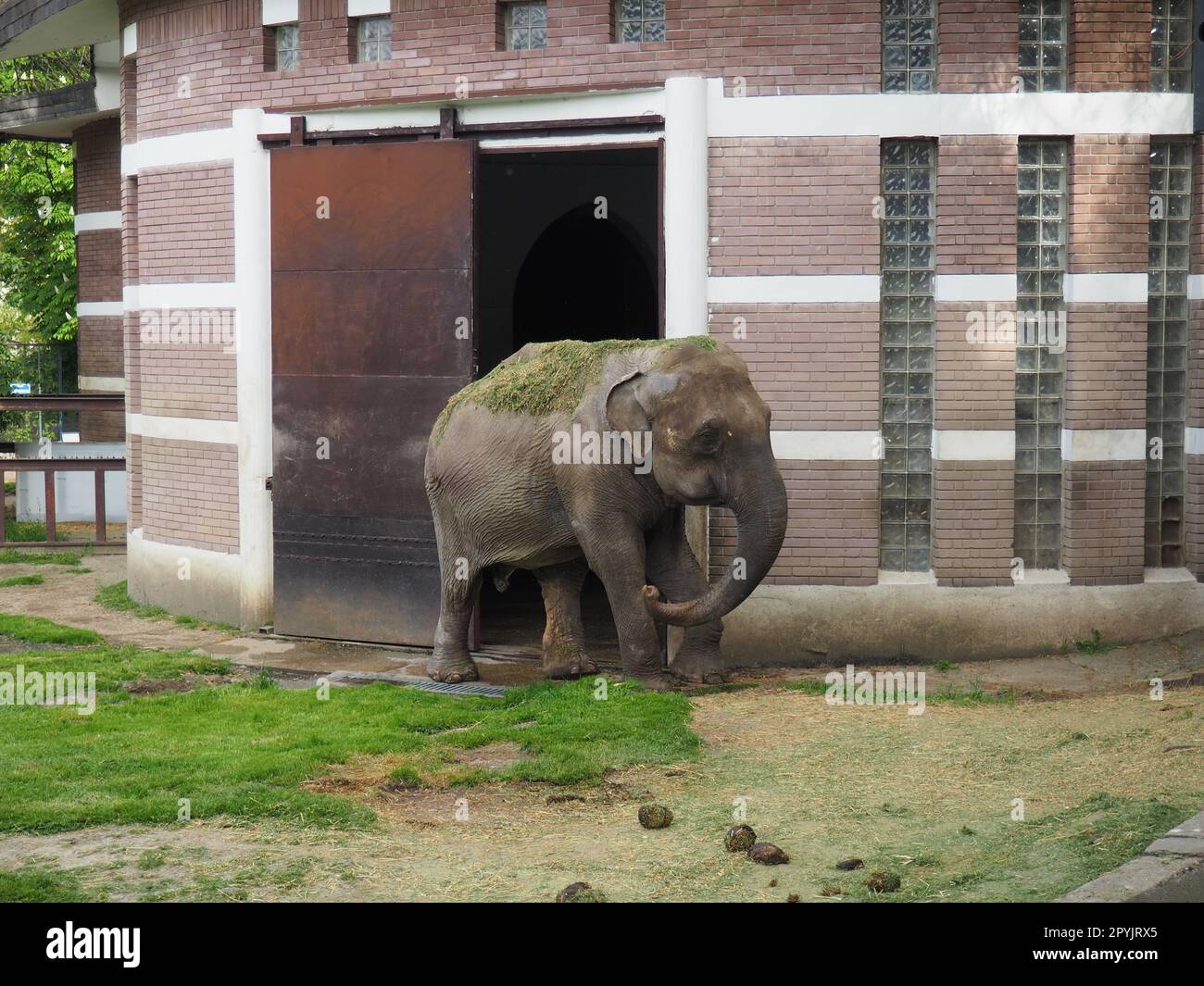 The Asian elephant, or Indian elephant, Elephas maximus is a mammal of ...