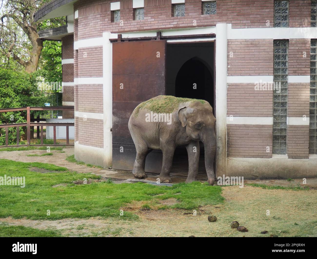 The Asian elephant, or Indian elephant, Elephas maximus is a mammal of ...