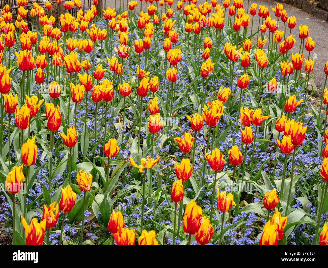 Tulip 'Firewing' in a flower border Stock Photo - Alamy