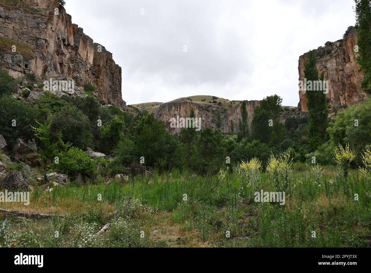 View of the Ihlara valley with cliff edge and forest in Aksaray ...
