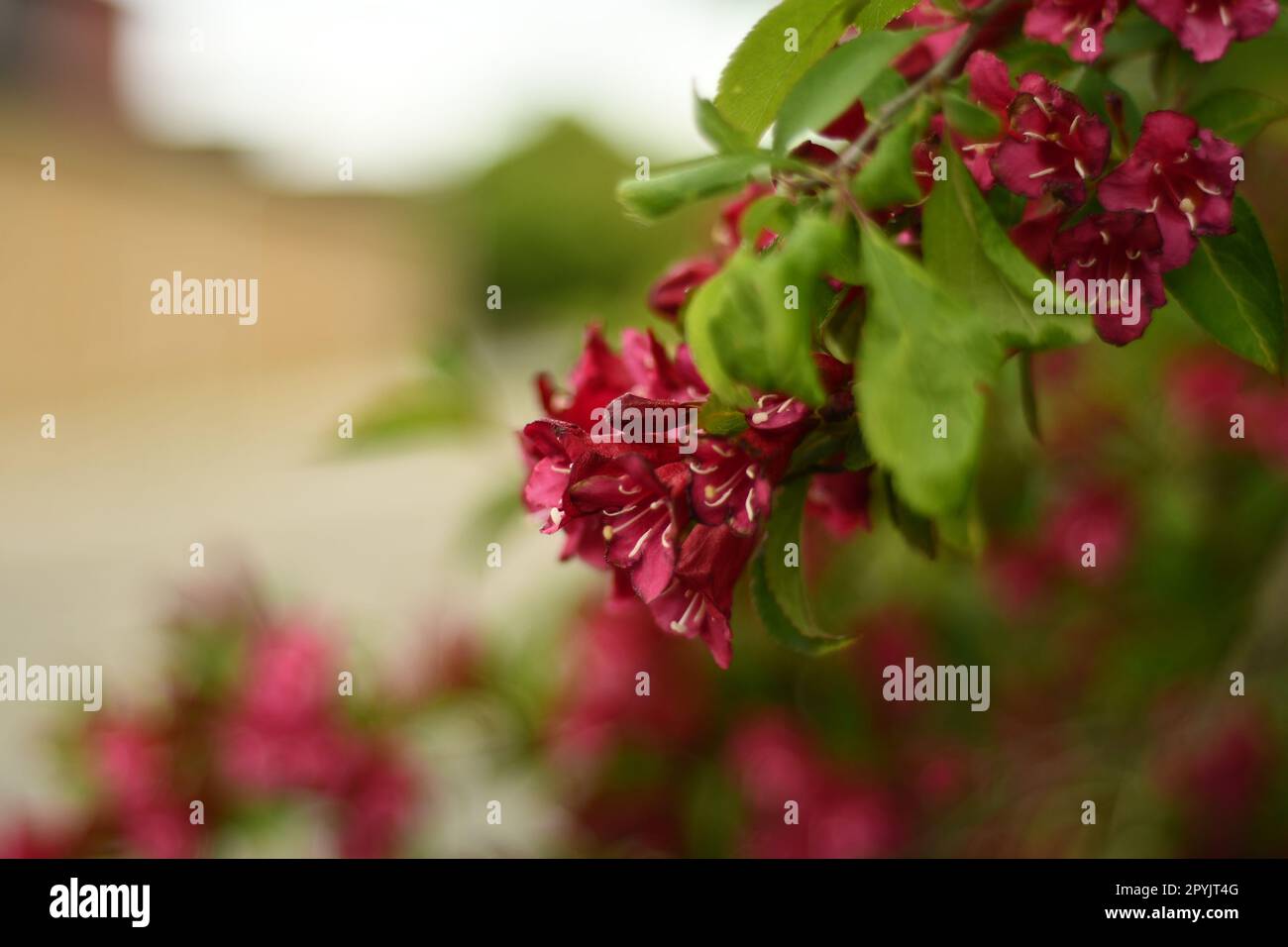 Red pink flowers on a green bush in Germany's rural side Stock Photo ...