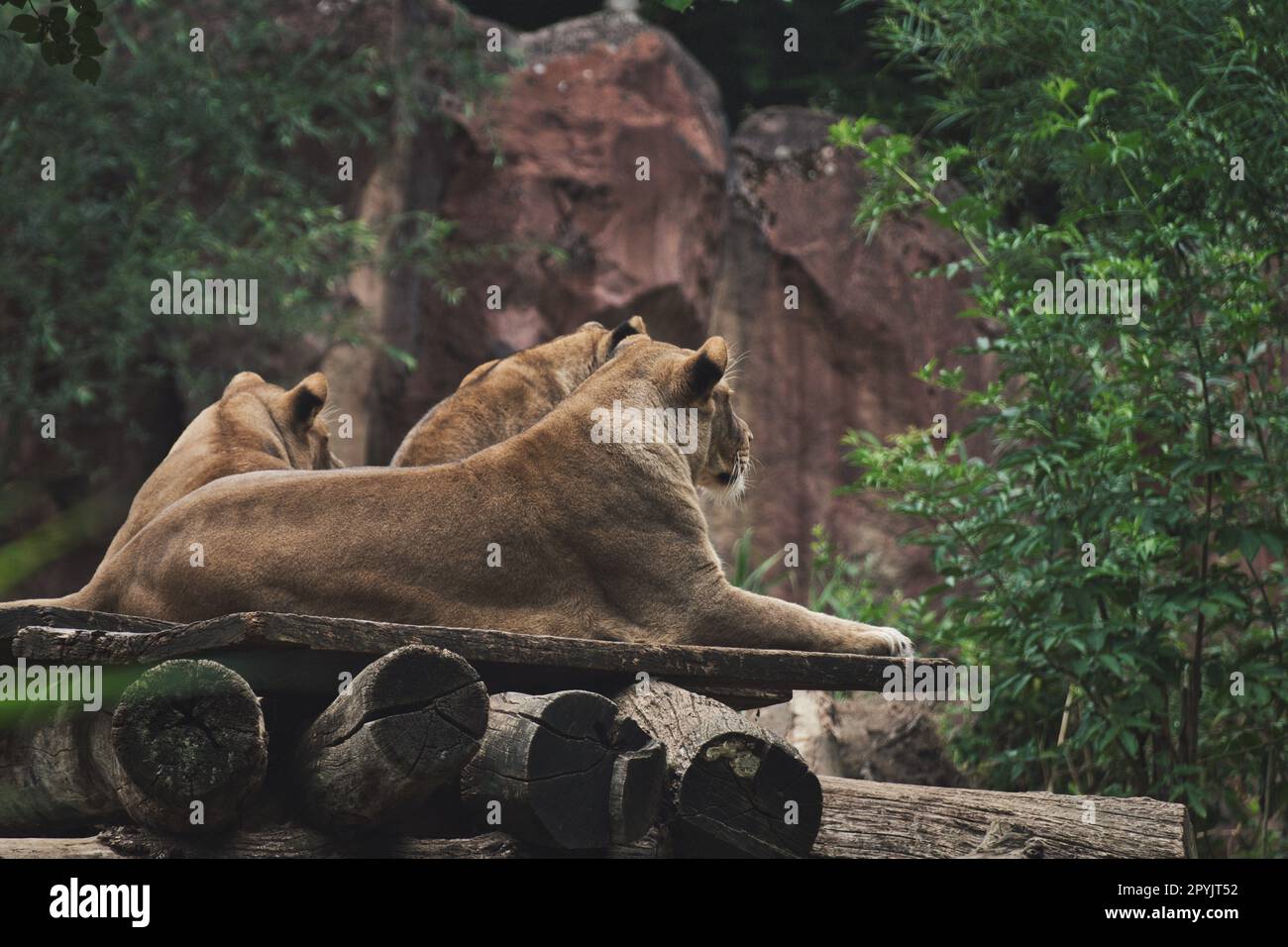 African lions lying on a wooden deck at a zoo in Germany Stock Photo ...