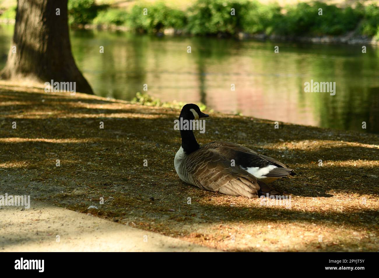 Canada goose lying in the shade on a path in front of a pond Stock ...