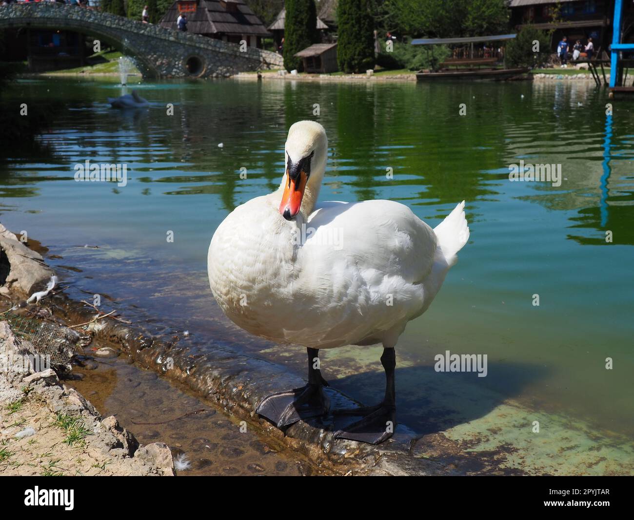 White swan on the shore of the reservoir. A bird by the water is ...