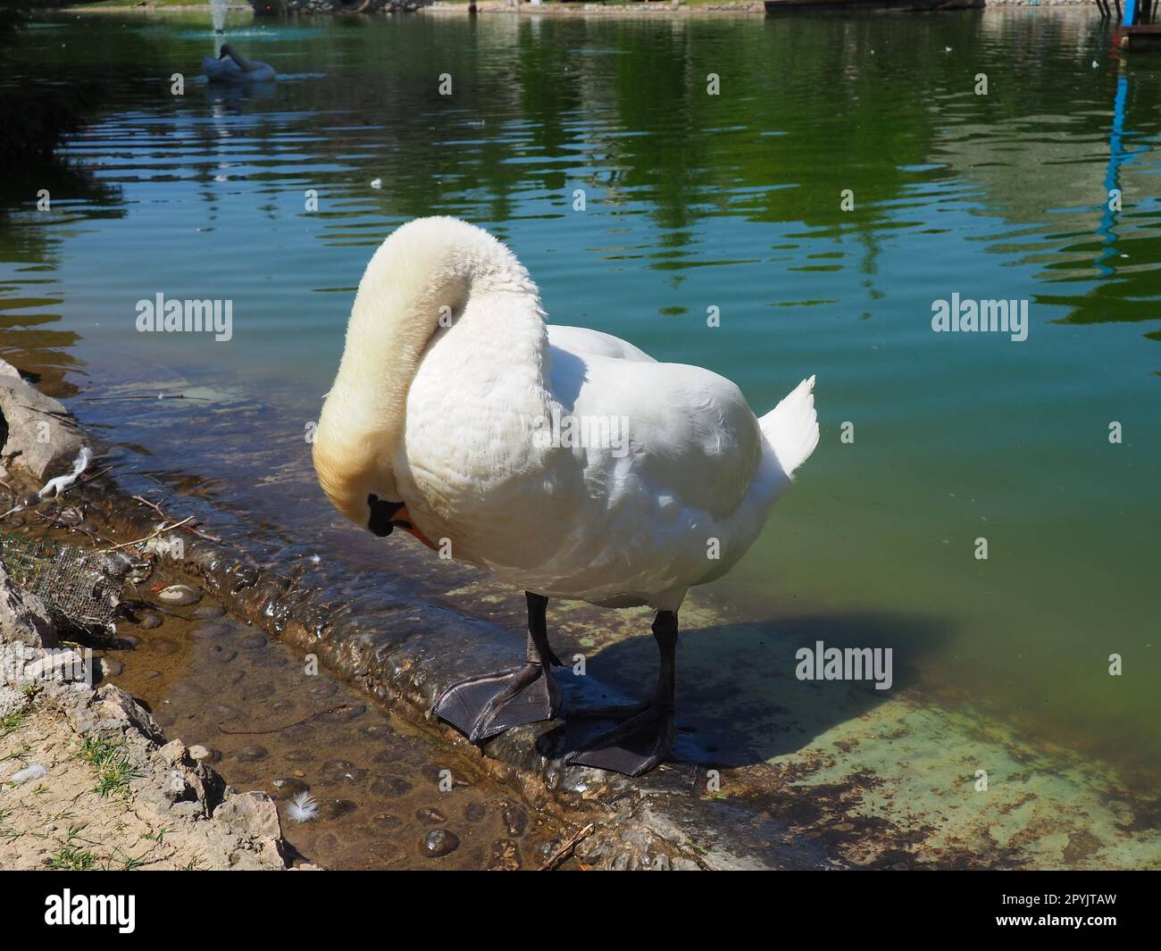 White swan on the shore of the reservoir. A bird by the water is ...