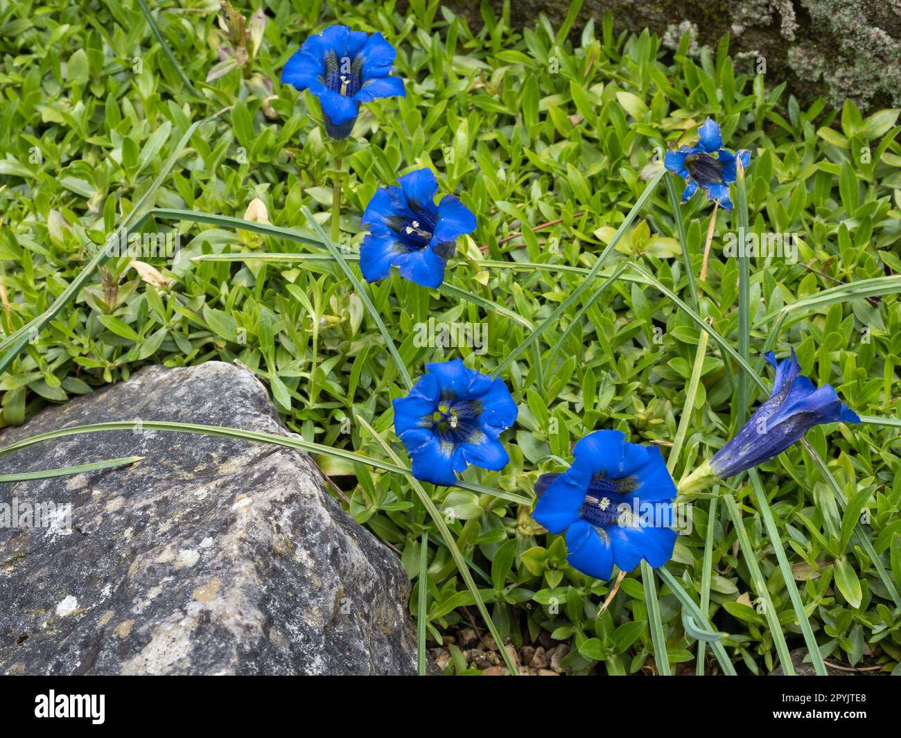 Gentian acaulis 'Krumrey' Stock Photo - Alamy