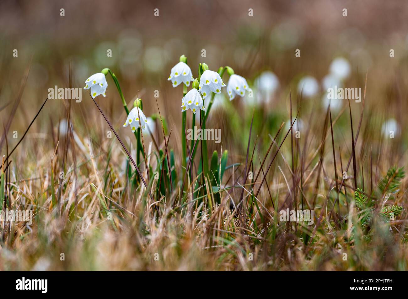 Spring flowers marshmallow Stock Photo - Alamy