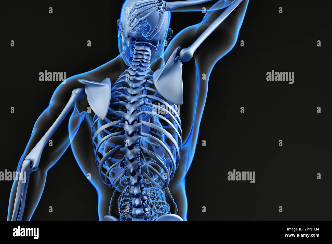 Male upper back and skeletal system. 3D illustration. 3D Rendering ...