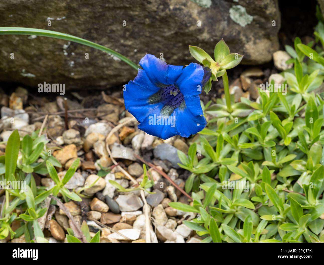 Gentian acaulis 'Krumrey' Stock Photo - Alamy
