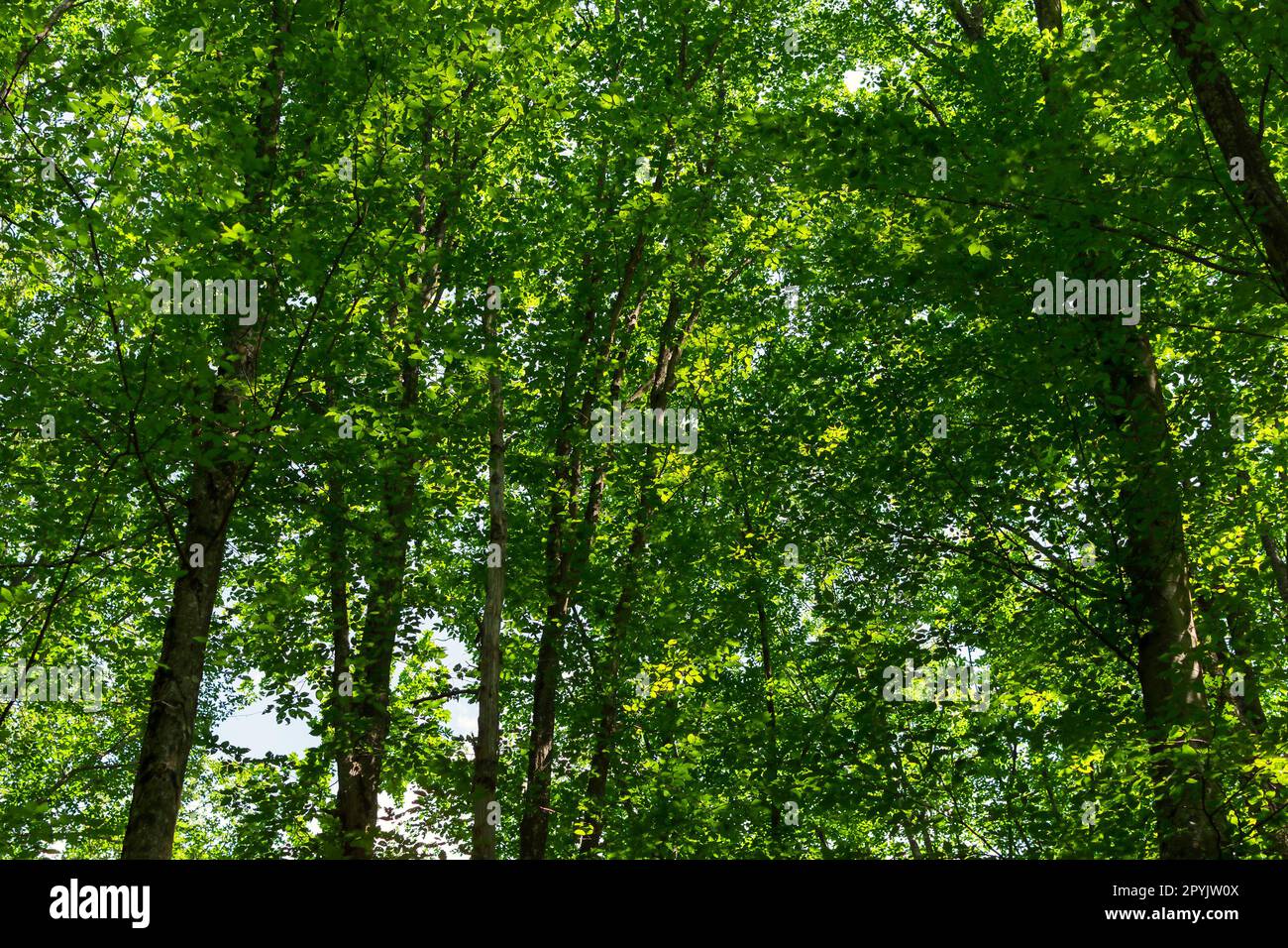 Green forest trees sun. Mysterious summer landscape. Tall beech trees ...