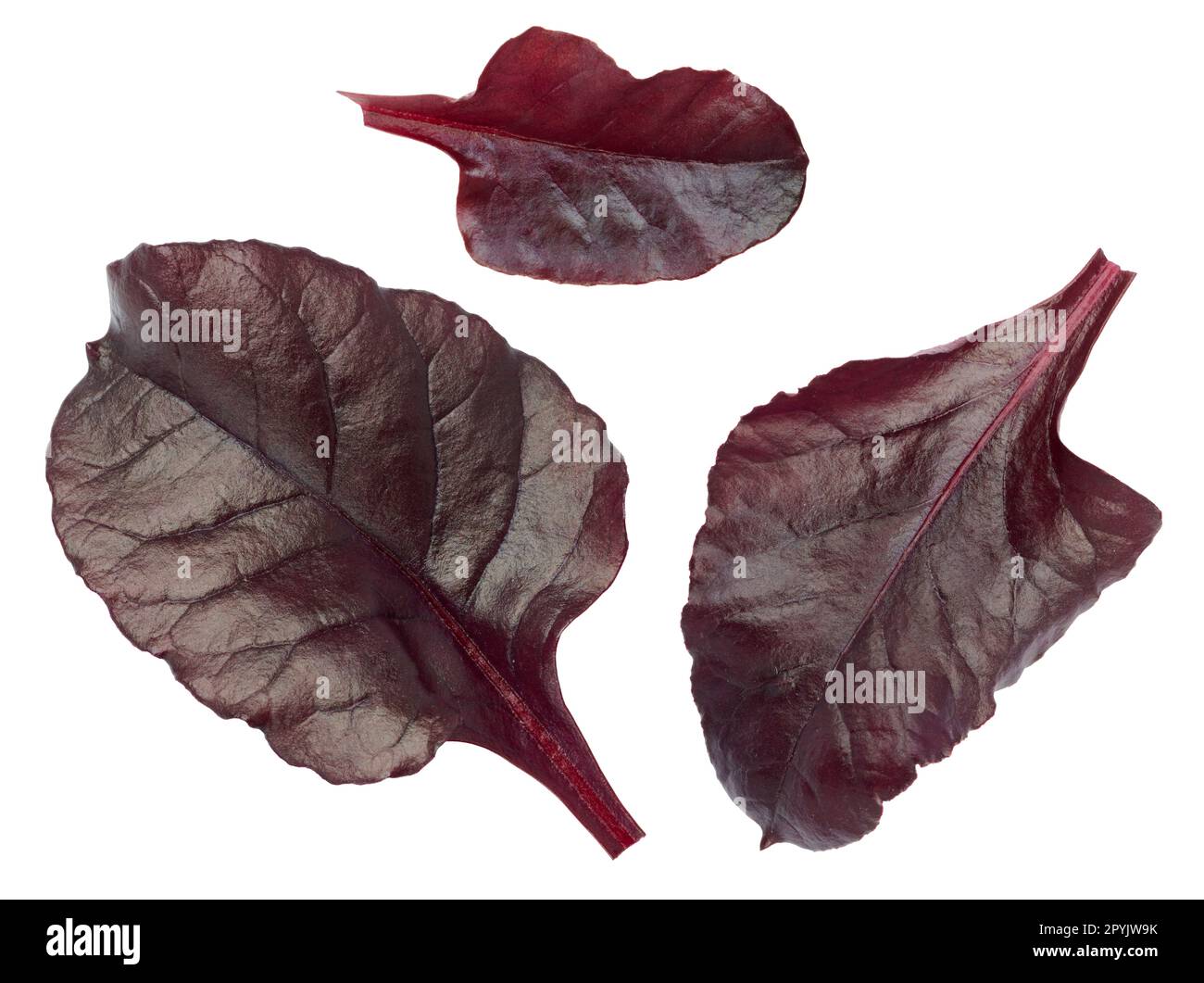 Red chard leaves on white isolated background, a healthy and tasty ...