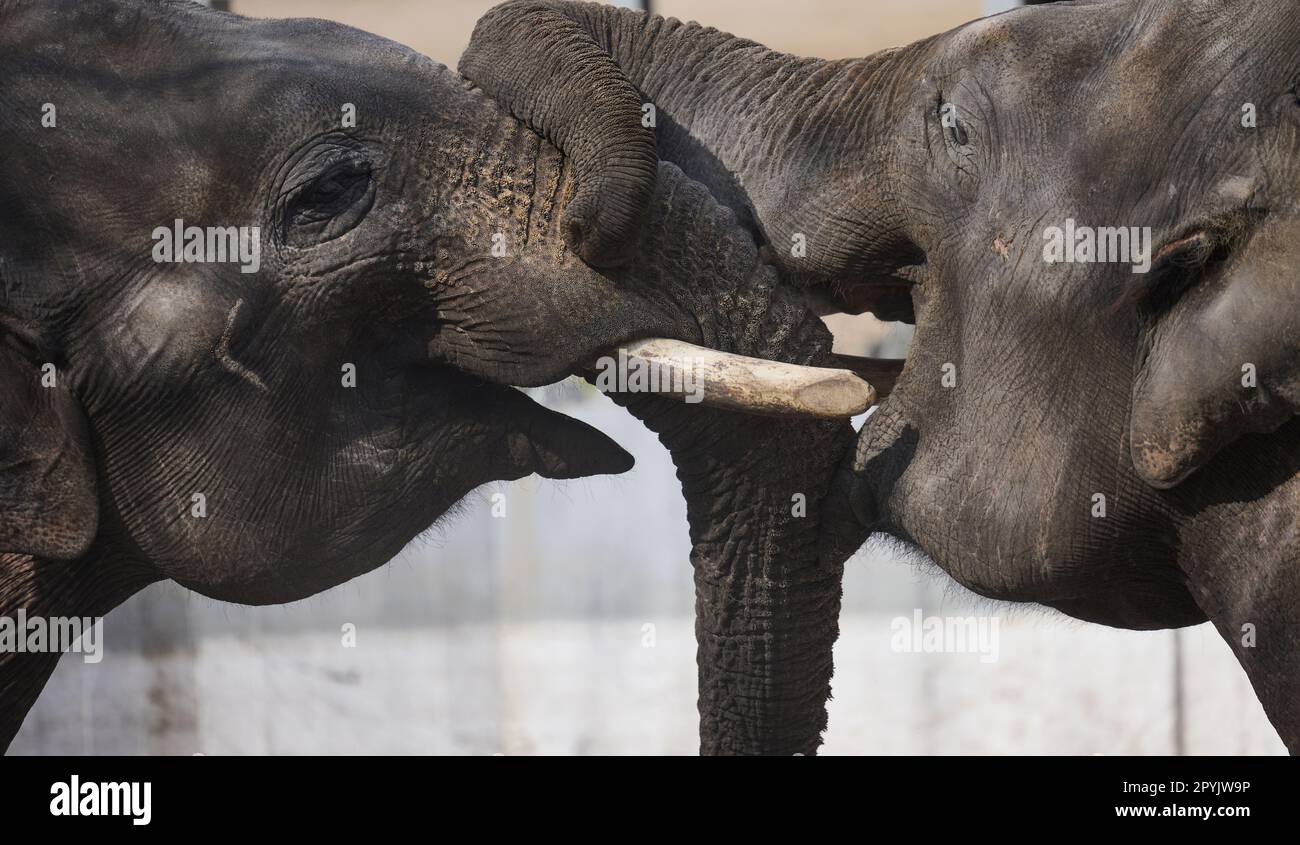 Two african elephants head to head hi-res stock photography and images ...
