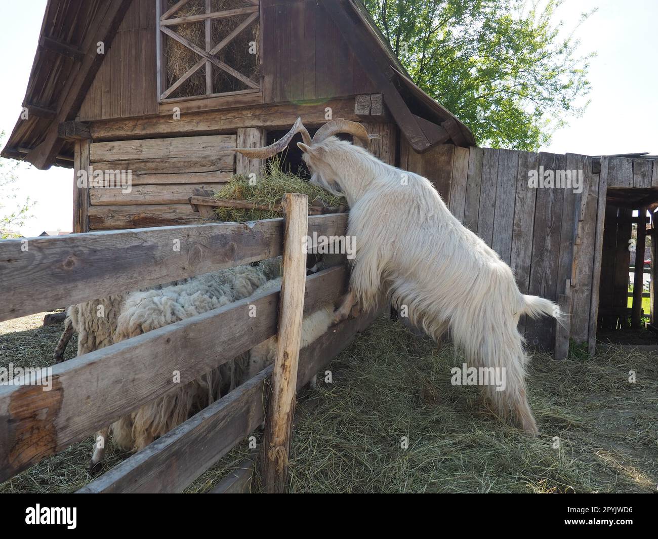 The domestic goat is Capra hircus, a species of artiodactyls from the ...