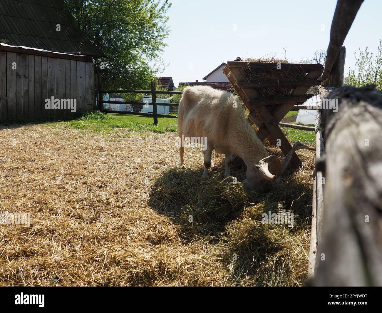 The domestic goat is Capra hircus, a species of artiodactyls from the ...