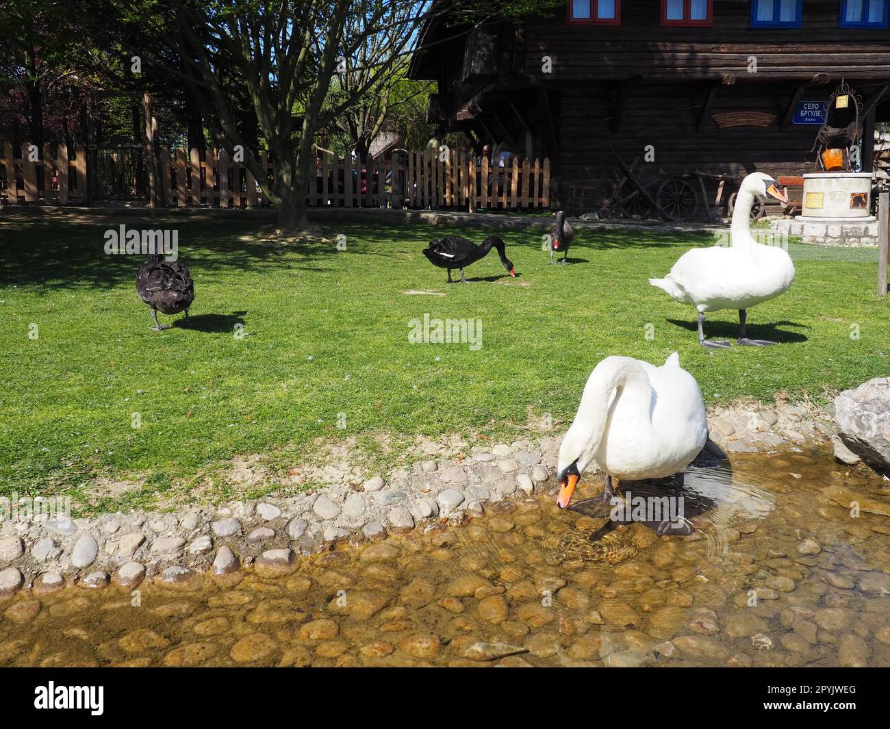 White and black swans on the shore of the reservoir. Birds by the water ...