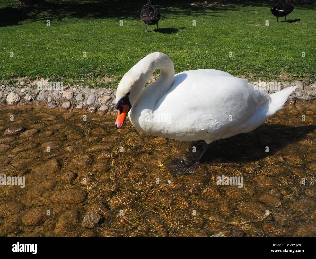 Zoo fauna hi-res stock photography and images - Alamy