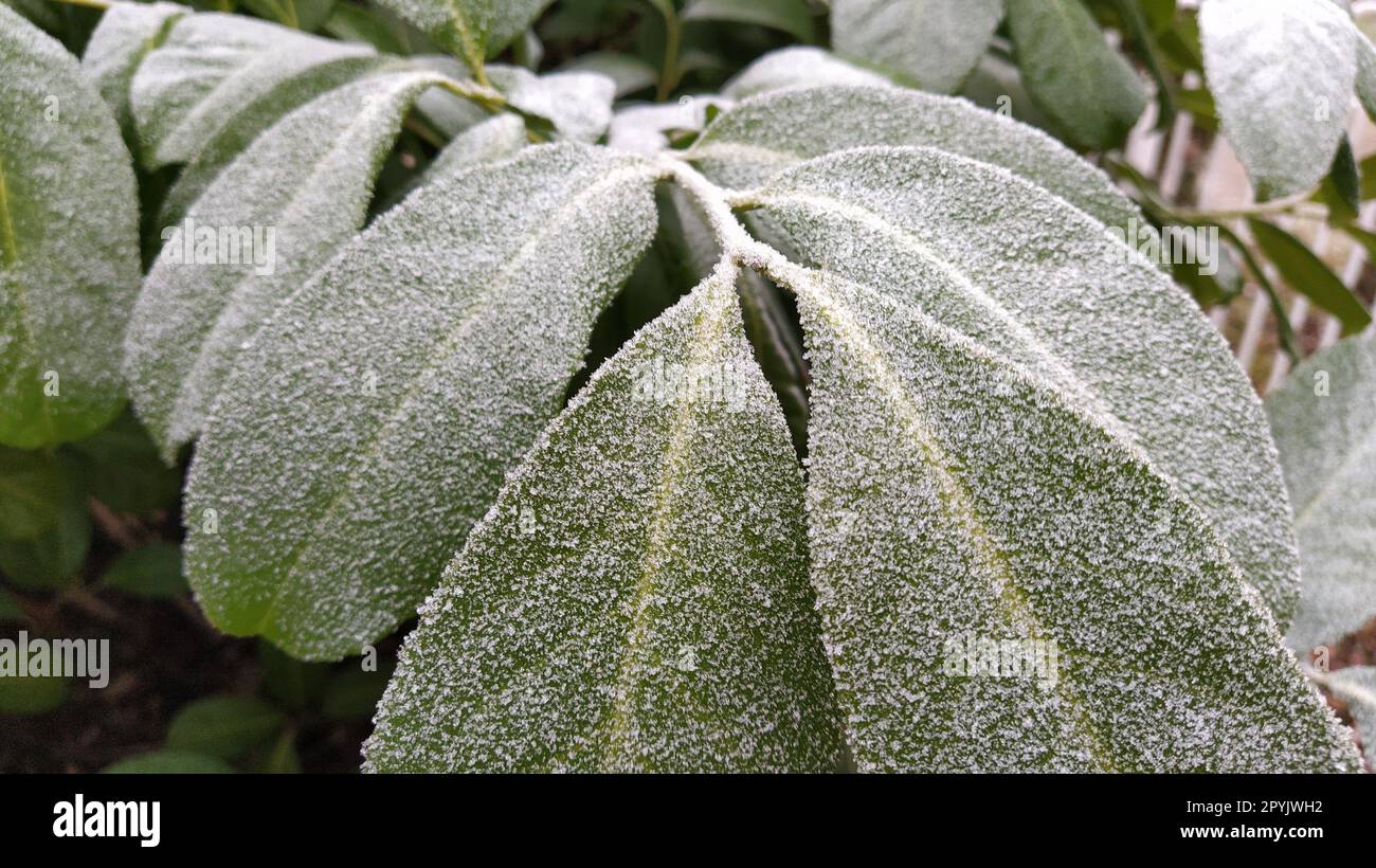 Beautiful large green leaves with white hoarfrost on the surface ...