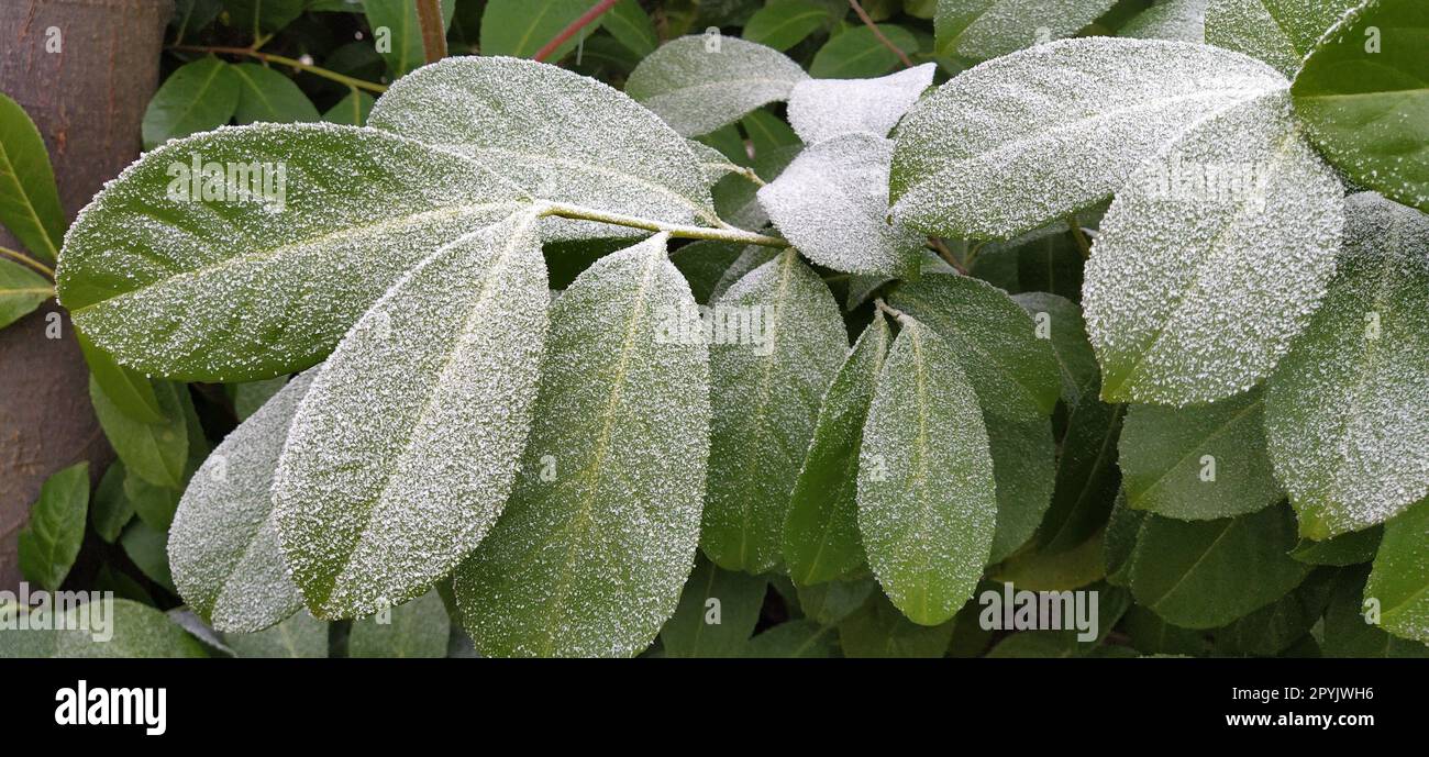Beautiful large green leaves with white hoarfrost on the surface ...