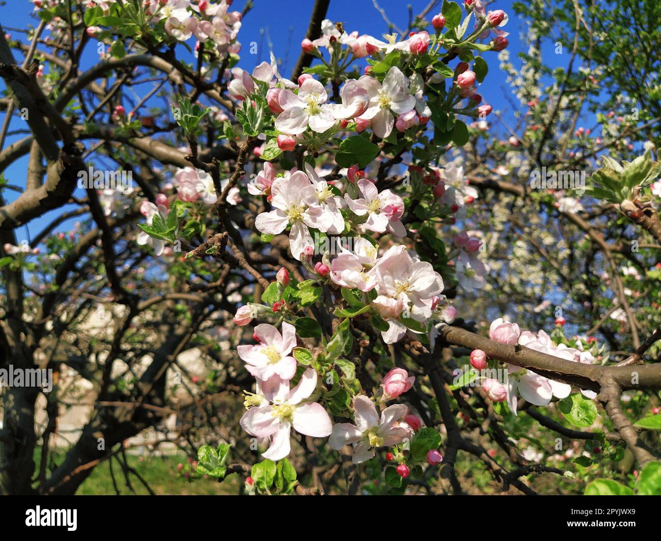 Tender flower petals of apple tree. Apple trees in lush flowering white ...