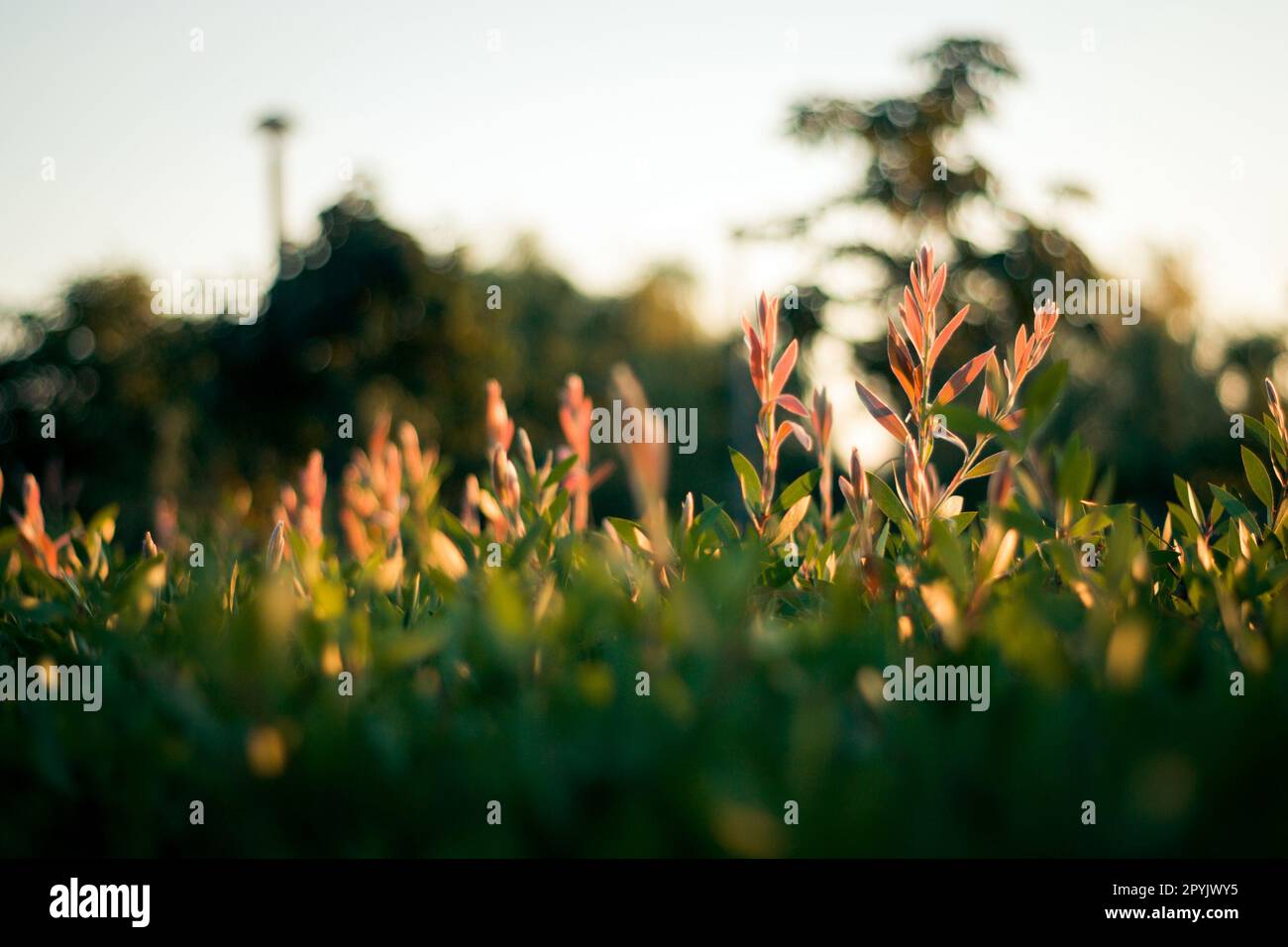 Sky and grass land bokeh background hi-res stock photography and images ...