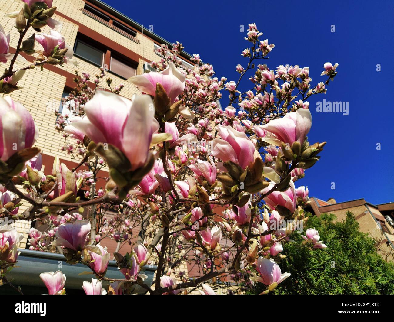 Magnolia tree without flowers hi-res stock photography and images - Alamy