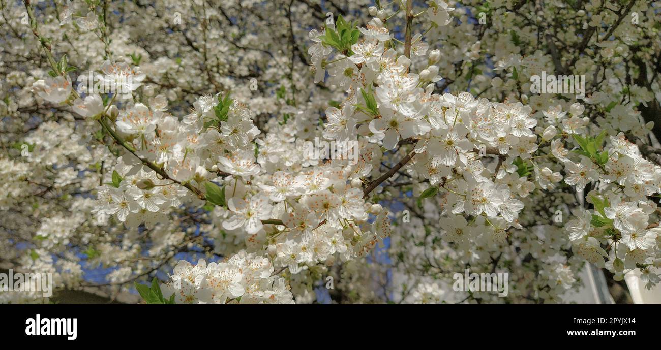 Beautiful white spring flowers. Lushly blooming cherries, apricots ...