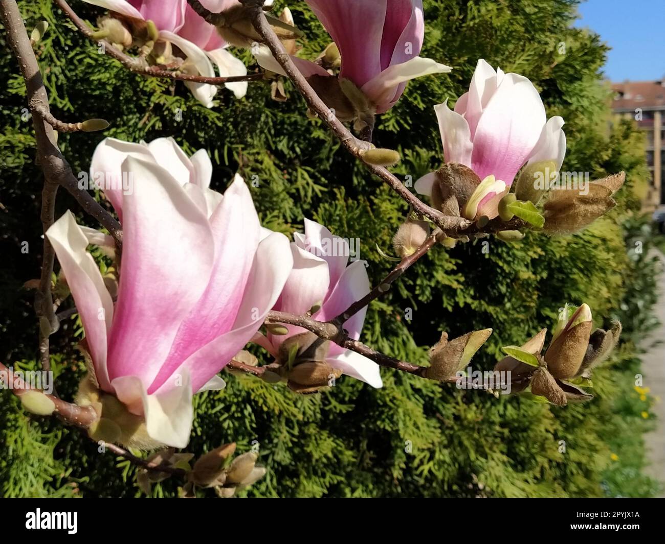 Magnolia tree without flowers hi-res stock photography and images - Alamy