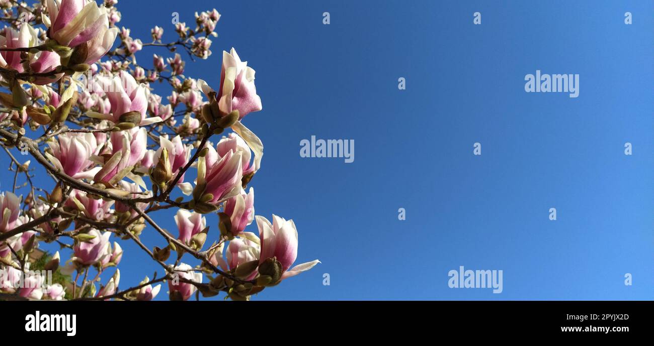 Magnolia tree without flowers hi-res stock photography and images - Alamy