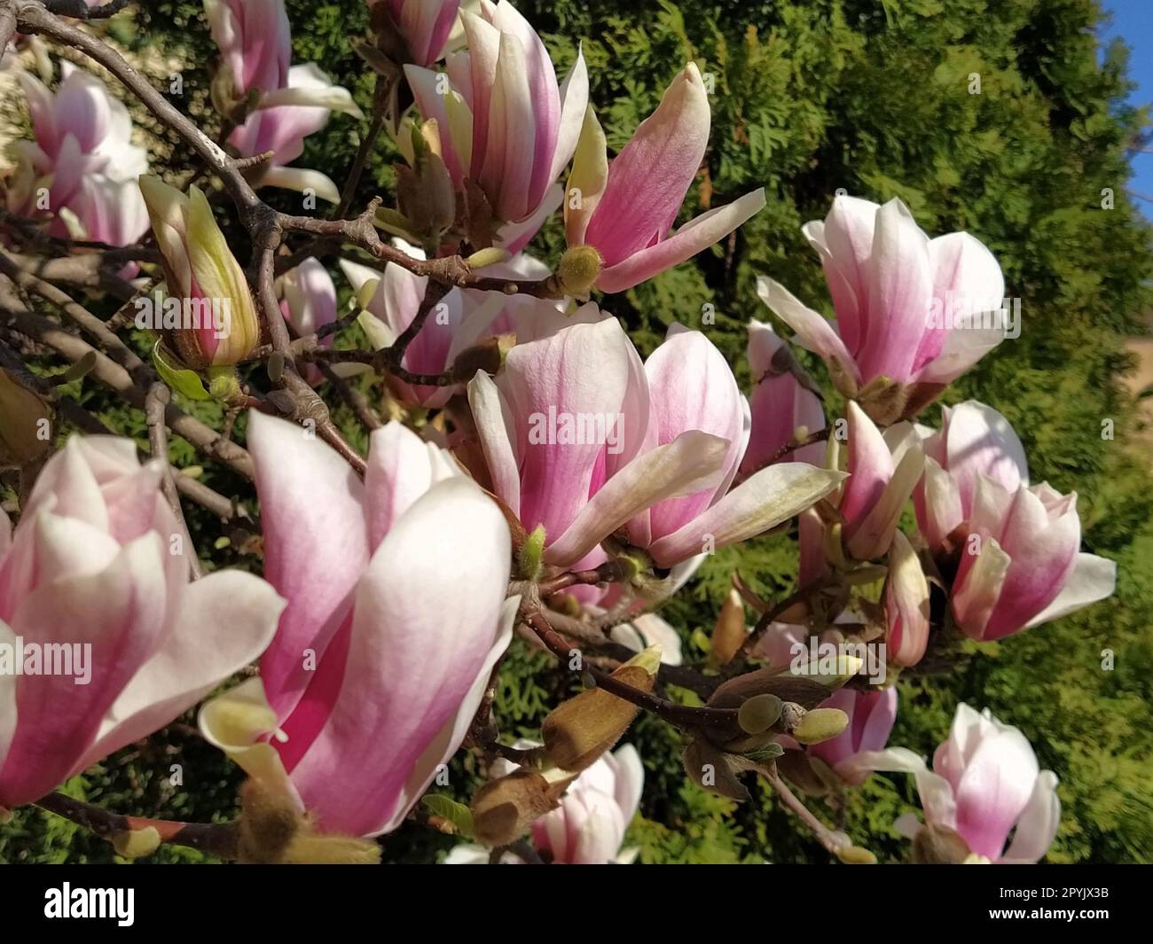 Magnolia tree without flowers hi-res stock photography and images - Alamy