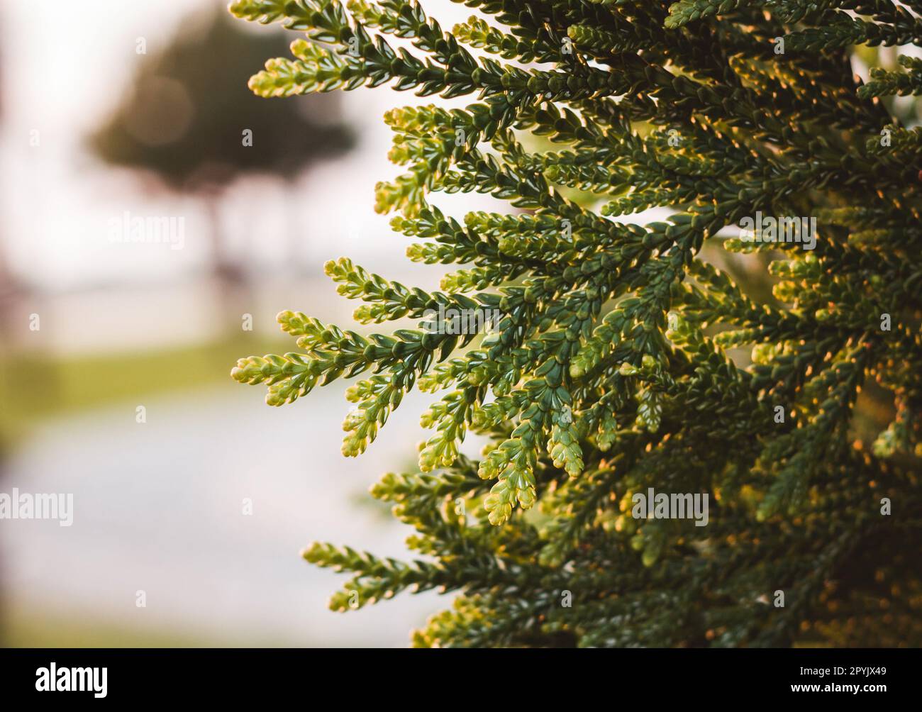 Details of the pine tree outdoors Stock Photo - Alamy